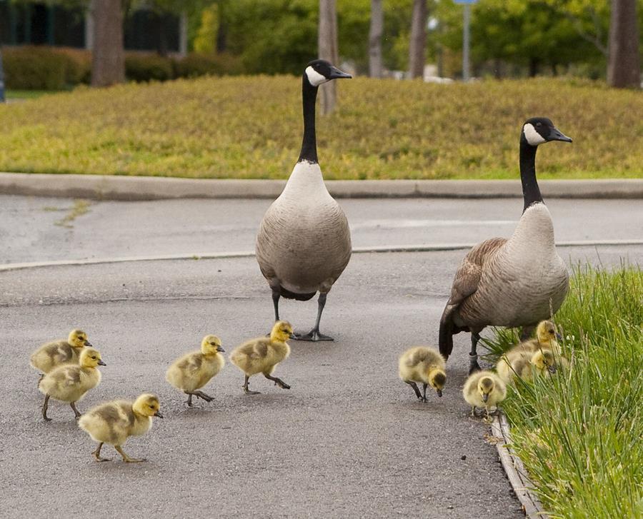 May 2024 Newsletter - Duncan Brown